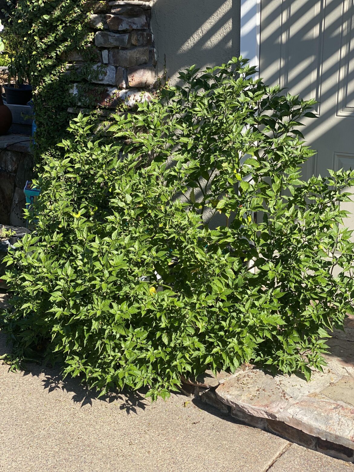 Massive reaper plant - Dining and Cooking
