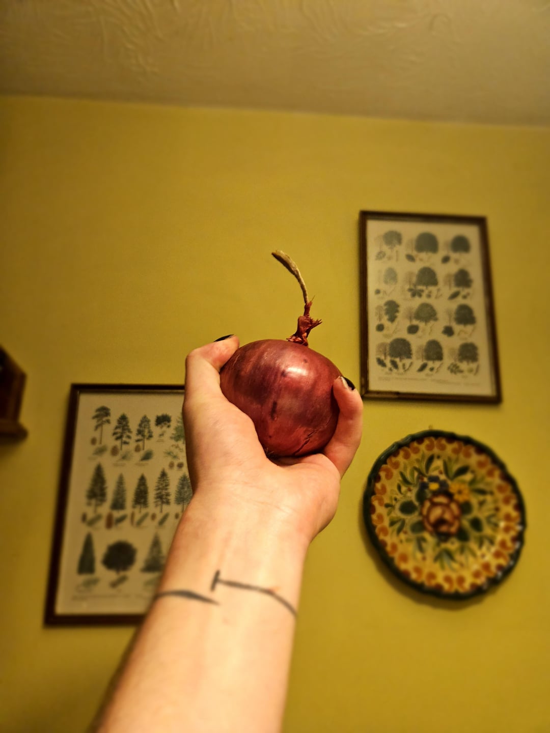 Onion. the most beautiful onion I've ever seen - Dining and Cooking