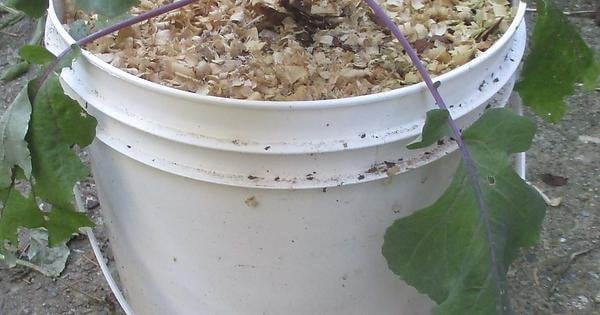 Napa Cabbage and Kohlrabi drooping leaves - Dining and Cooking