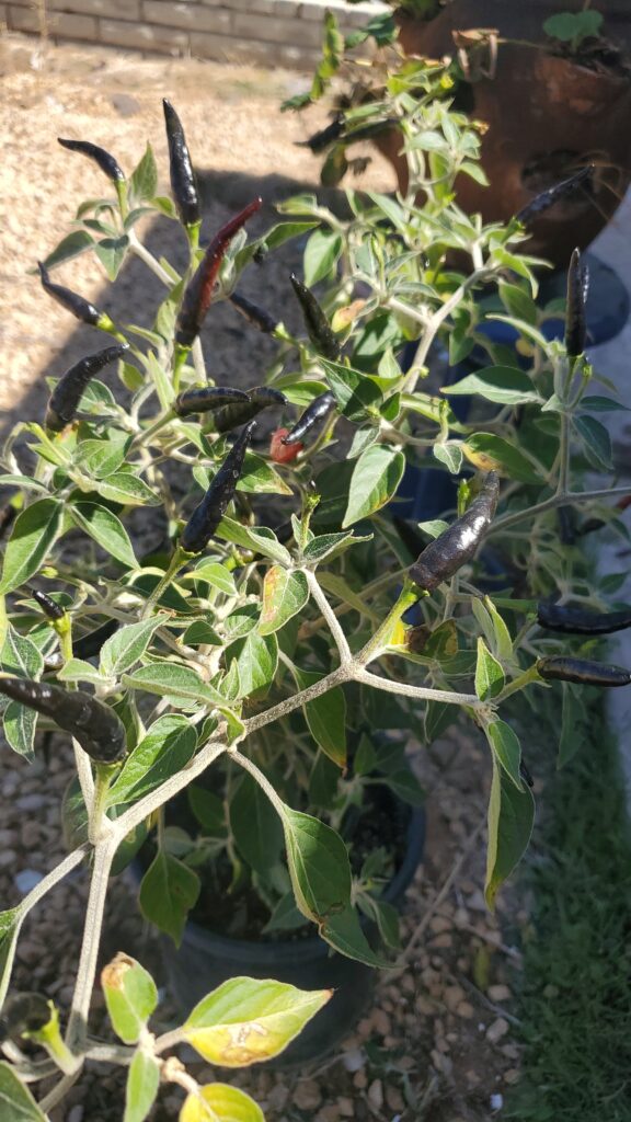 Need help identifying peppers - Dining and Cooking