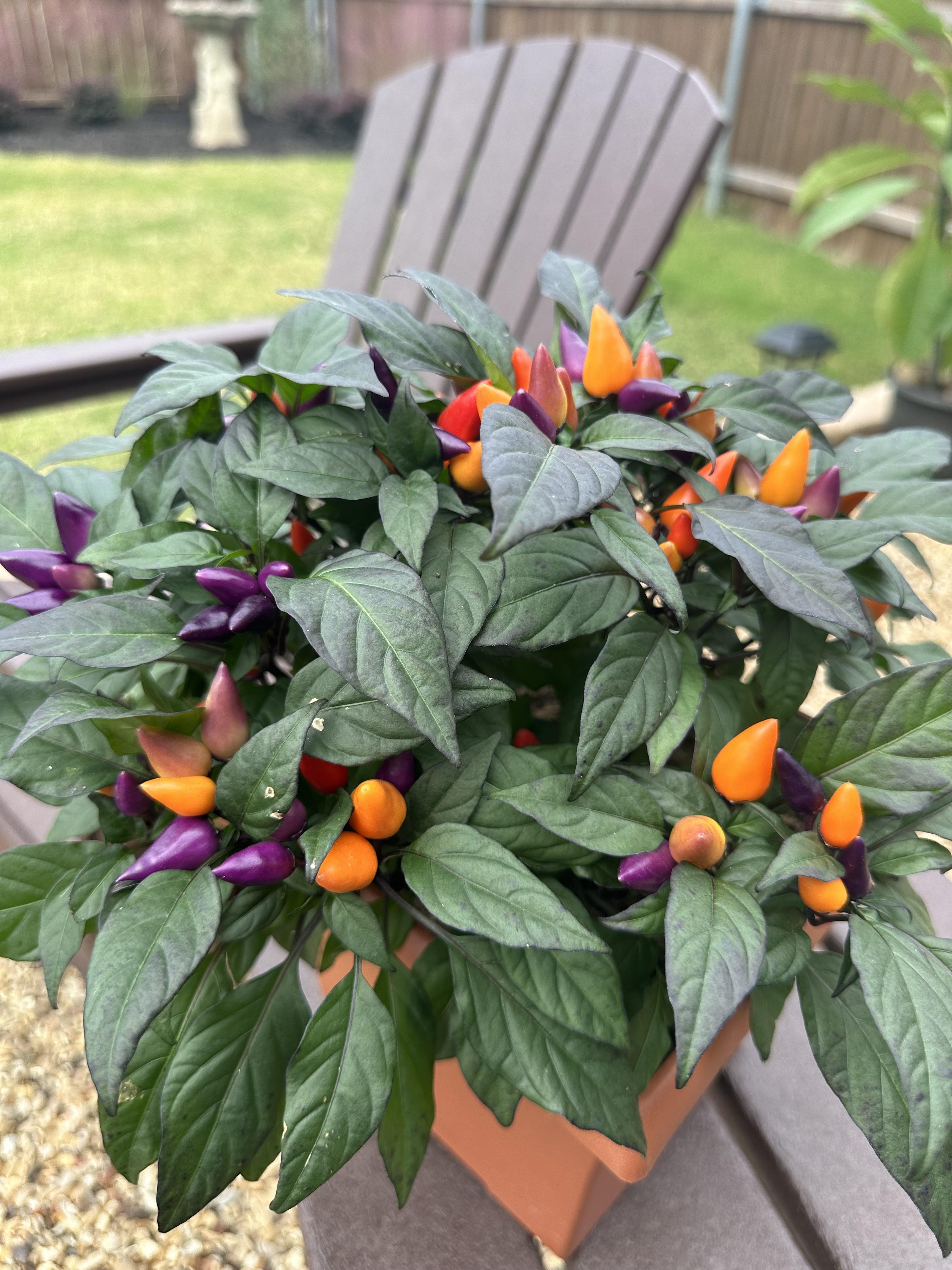This plant caught my eye while out shopping today. I love the different ...