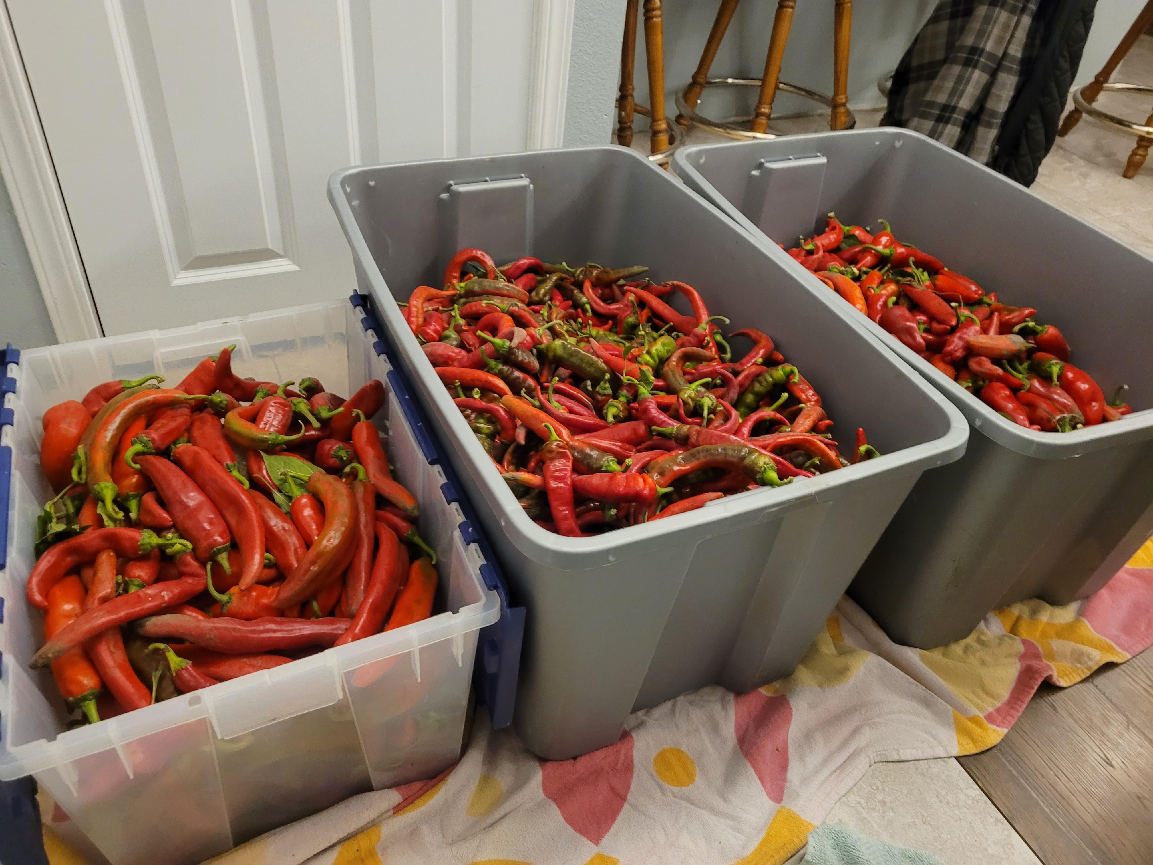 First frost = last harvest! 155lbs getting ready for the fermenter ...