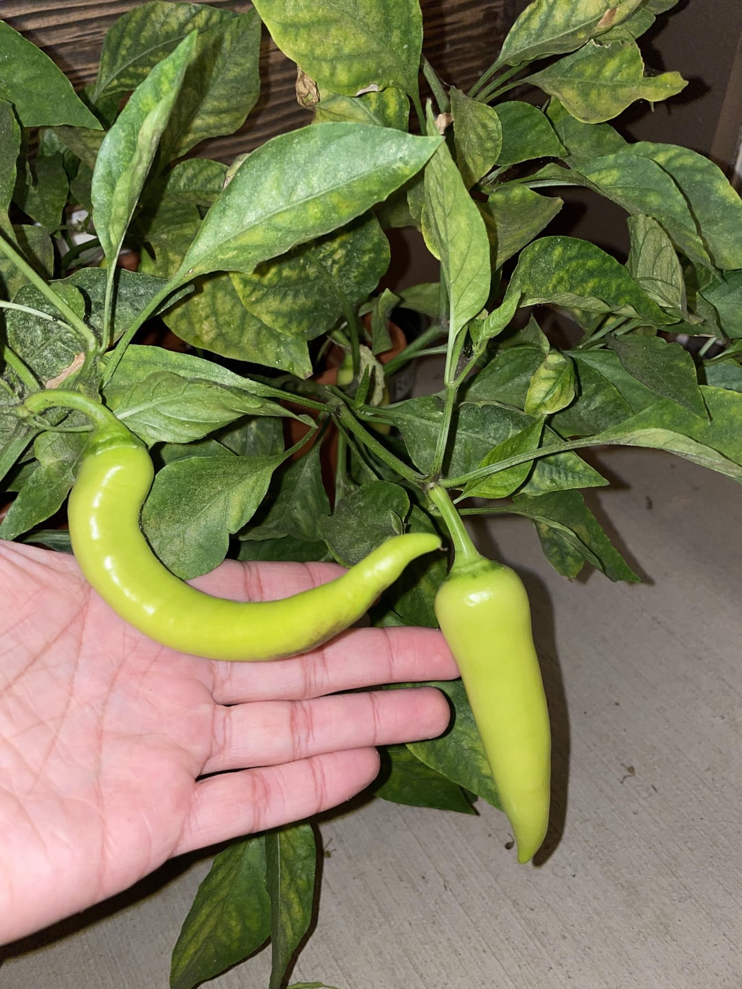 Need help Identifying Pepper - Dining and Cooking