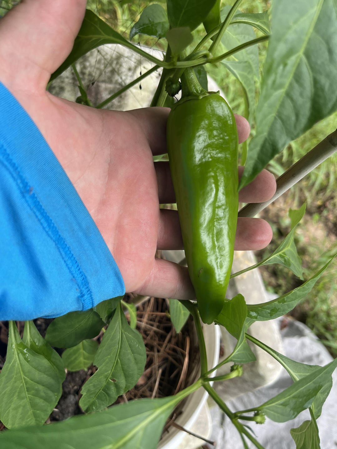 Please help Identify - Dining and Cooking