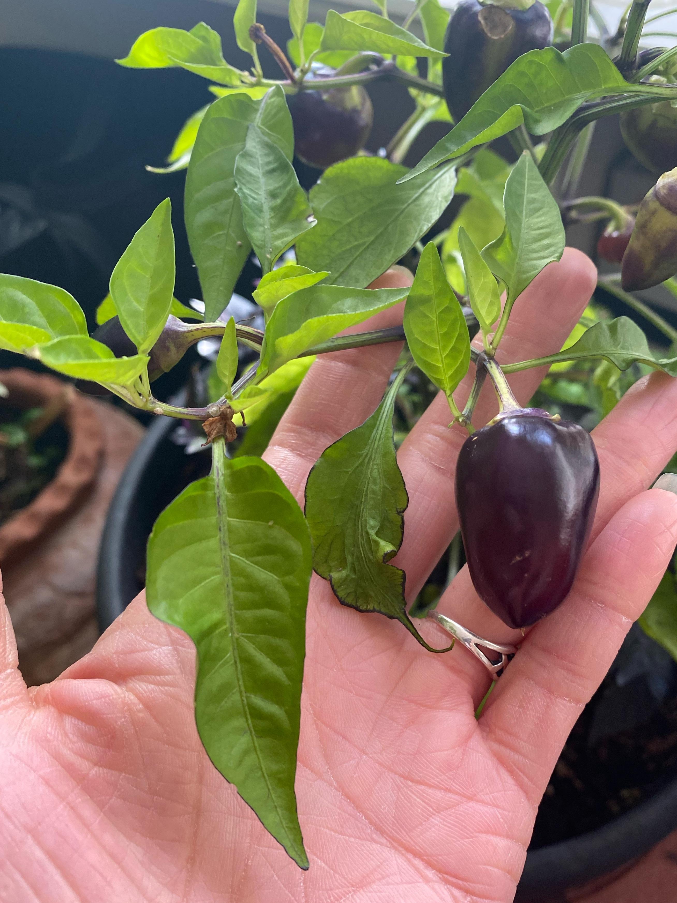 Anyone know what pepper this is? It appeared in my mom’s potted Black ...