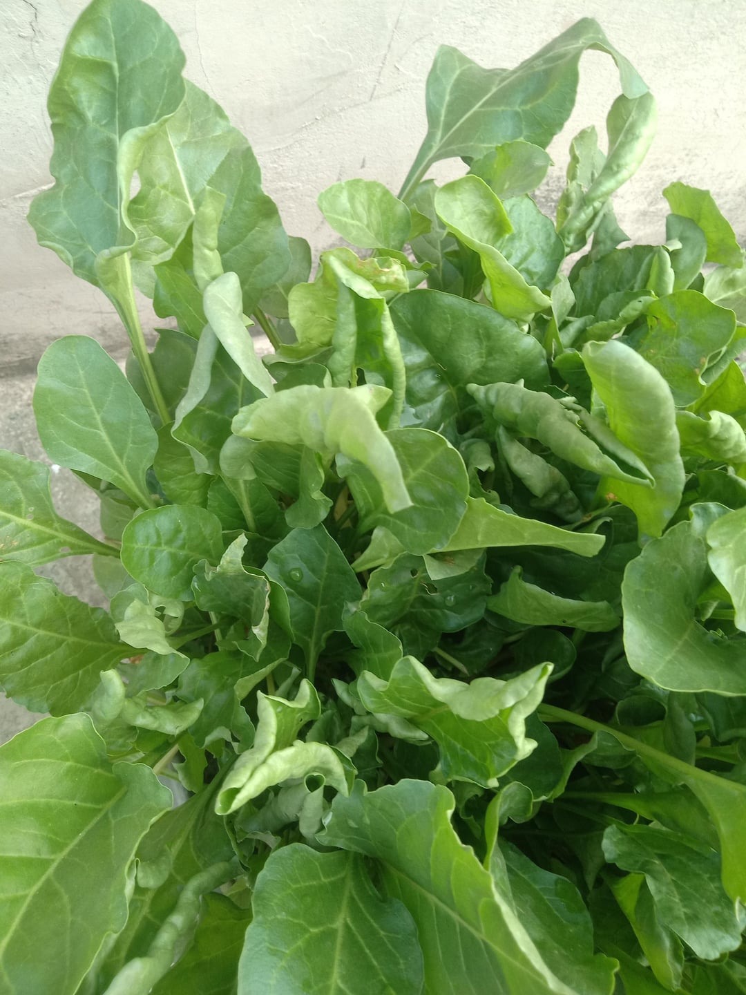 Leaf curl, black tiny eggs and holes in spinach - Dining and Cooking