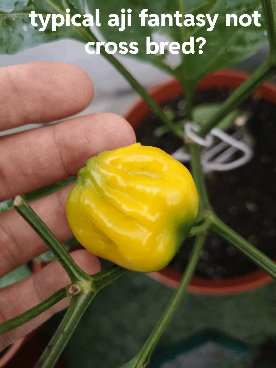 Cross Breeding Experiment - Dining and Cooking