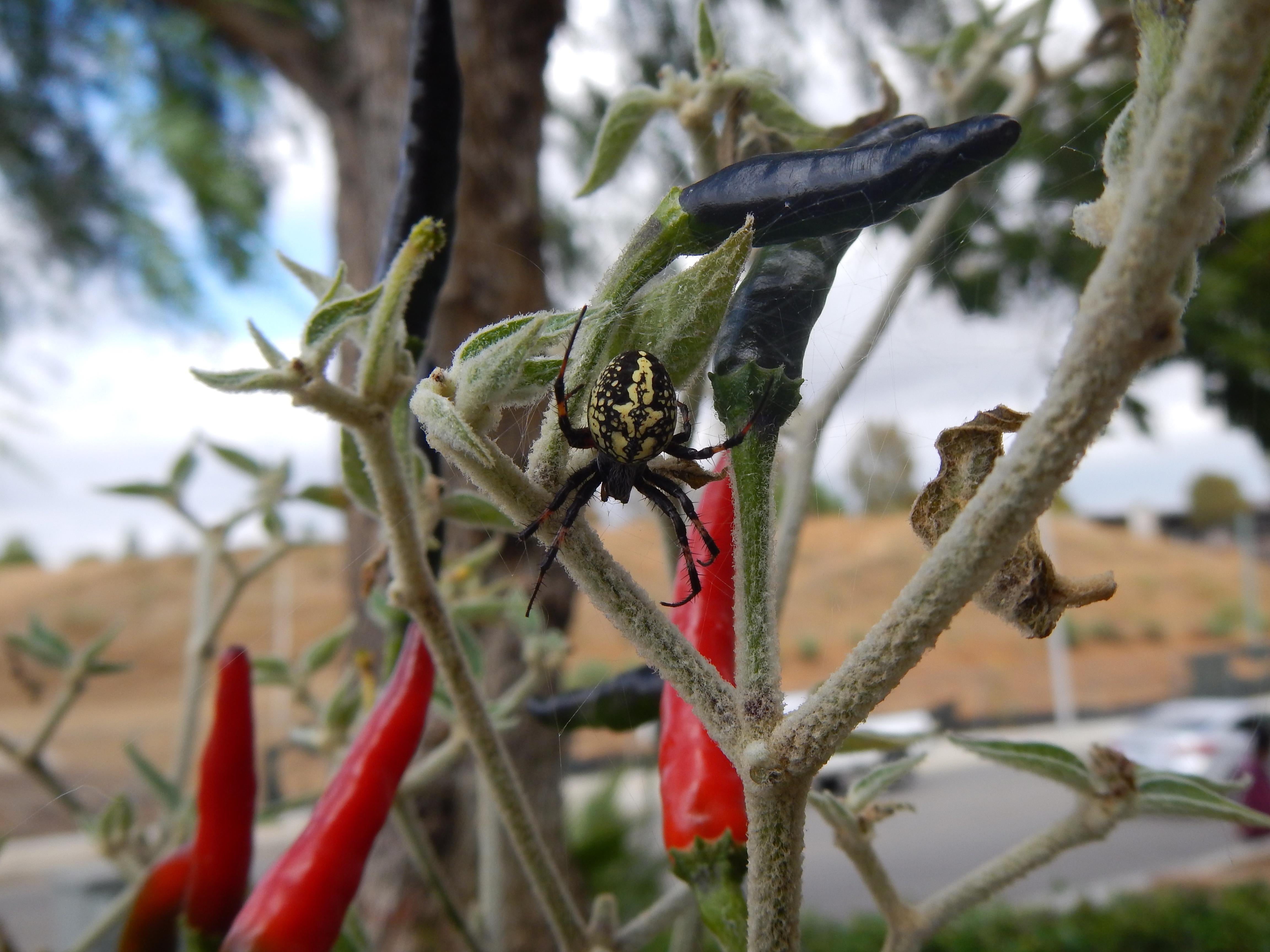 Some years ago I brought a Black Cobra plant to keep out front at work ...