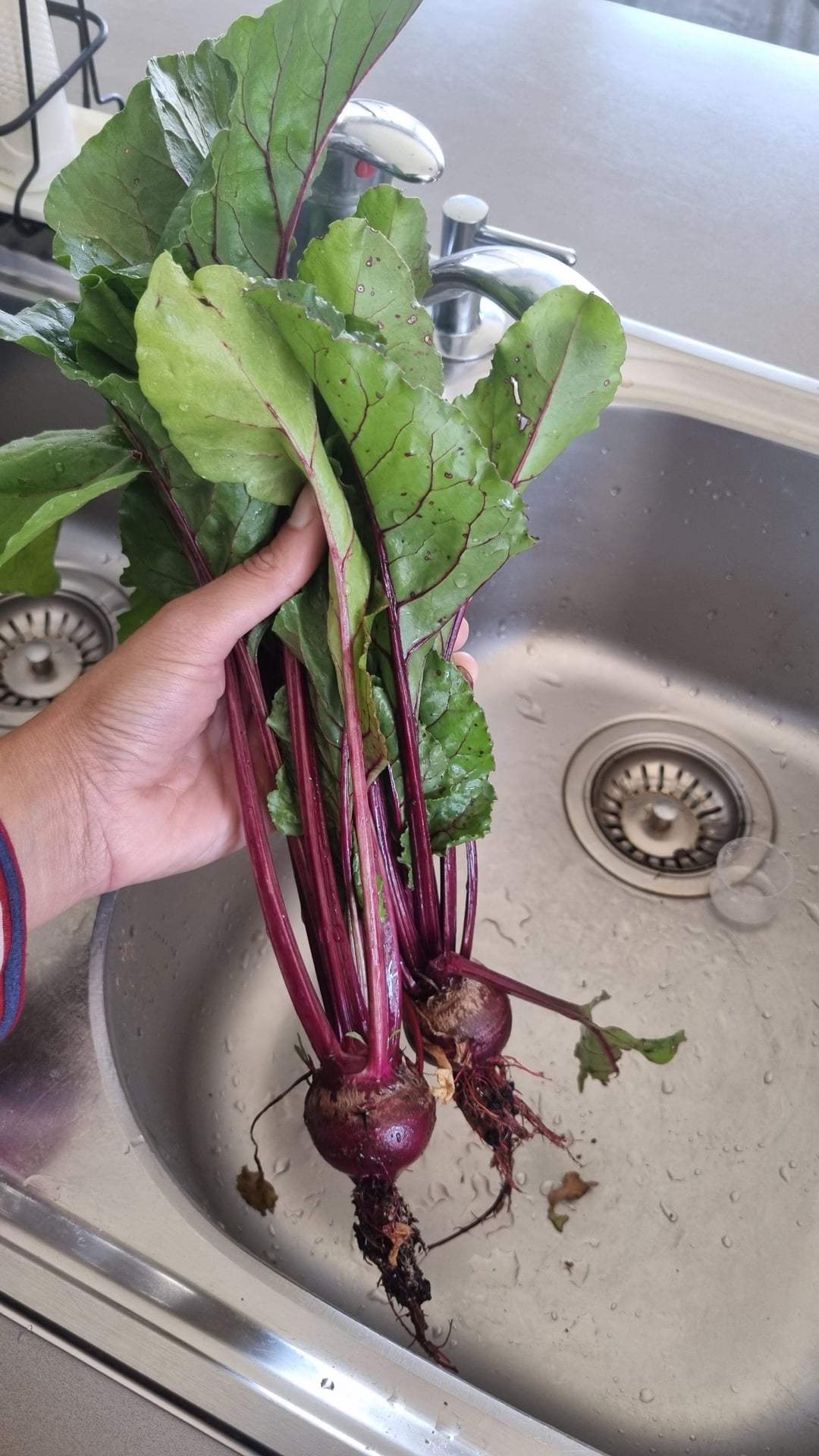 Is this size of beetroot okay or should I have let it grow? - Dining ...