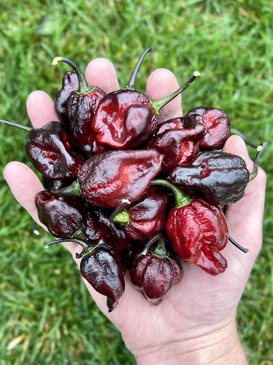 The King pods, ruby red and purple - Dining and Cooking