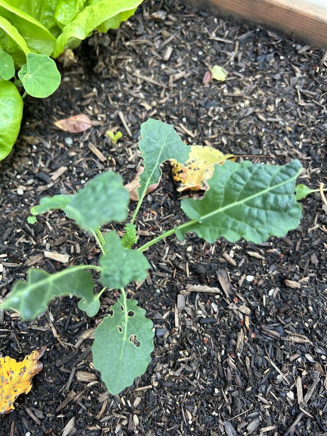 what gremlin is eating my kale?? - Dining and Cooking