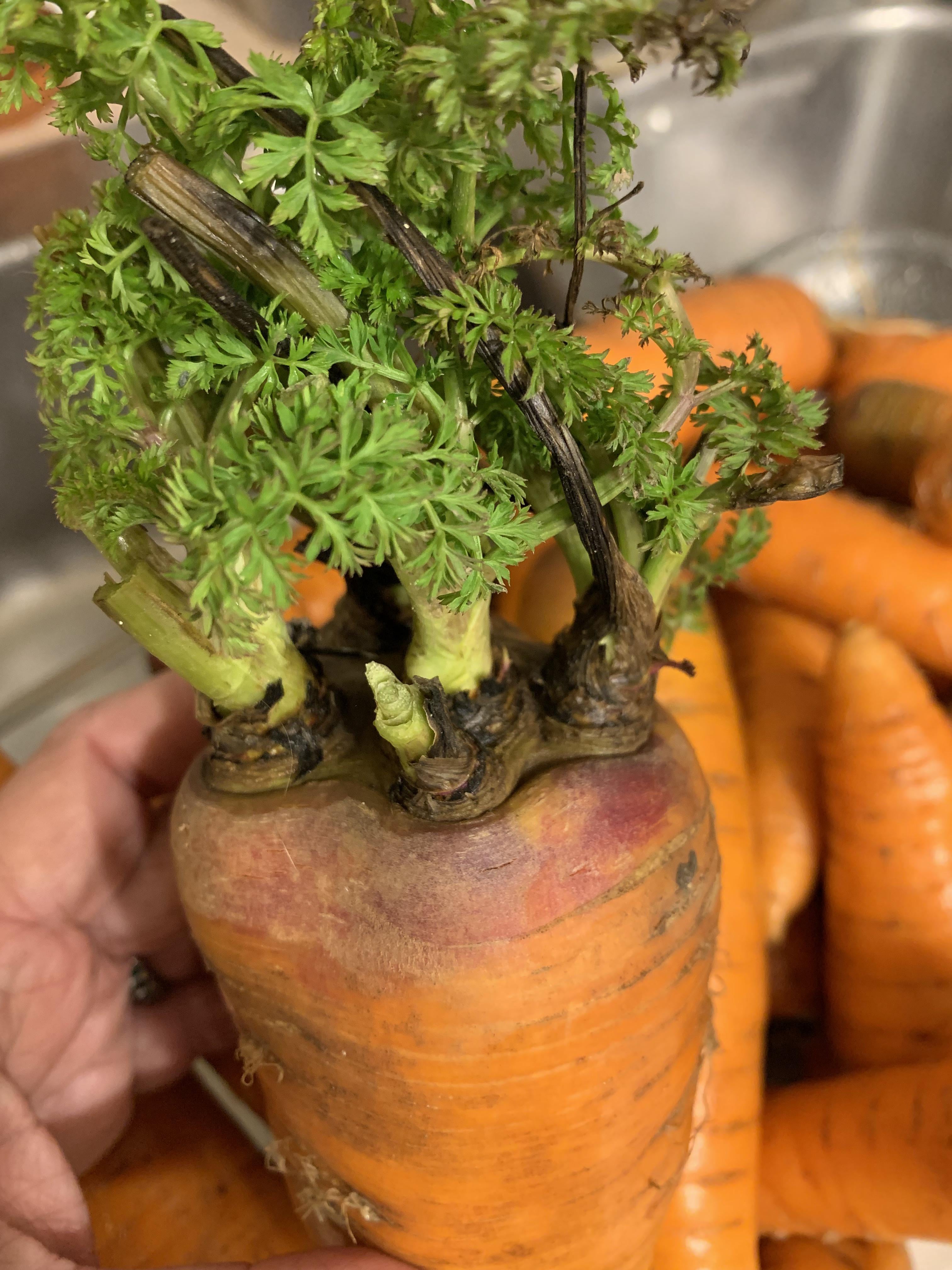 Mega Mutant Carrot - Dining and Cooking