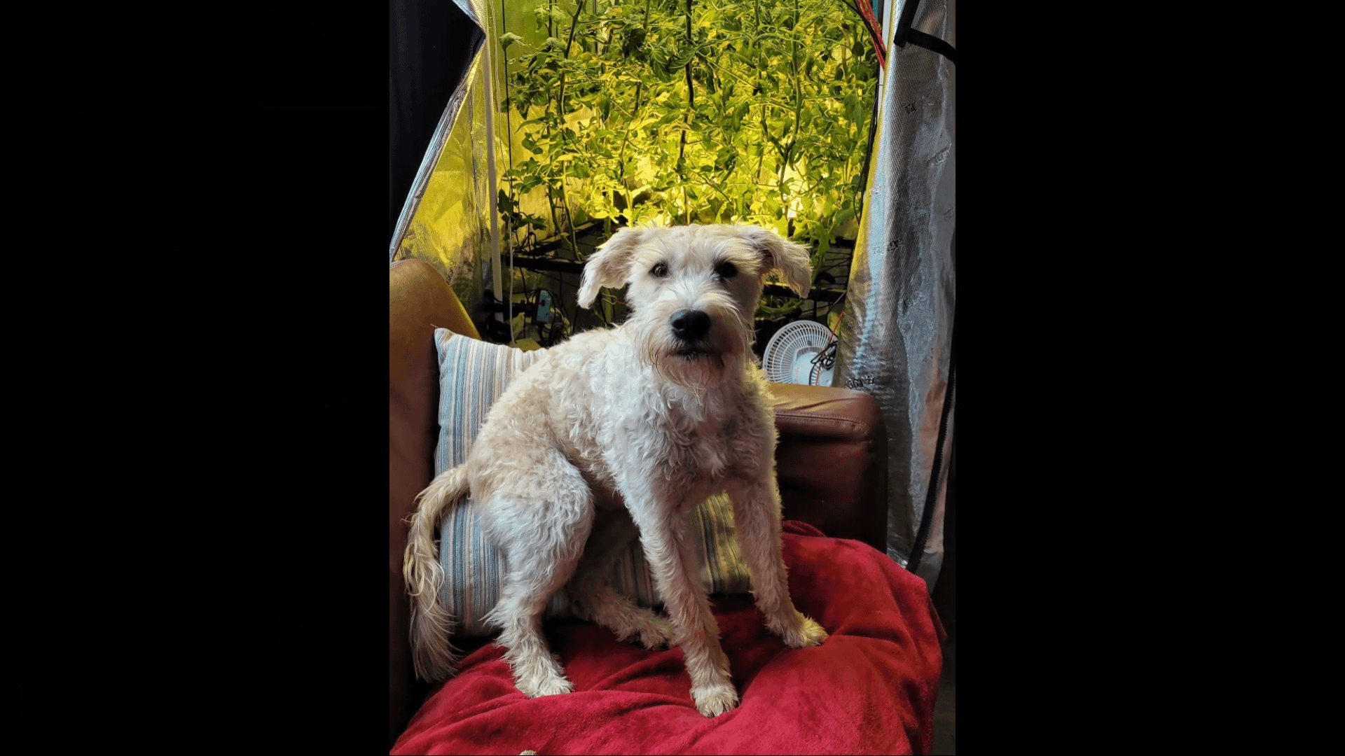 Supersweet 100, Indeterminate Cherry Tomato. Bubble & Scrog, Prototype ...