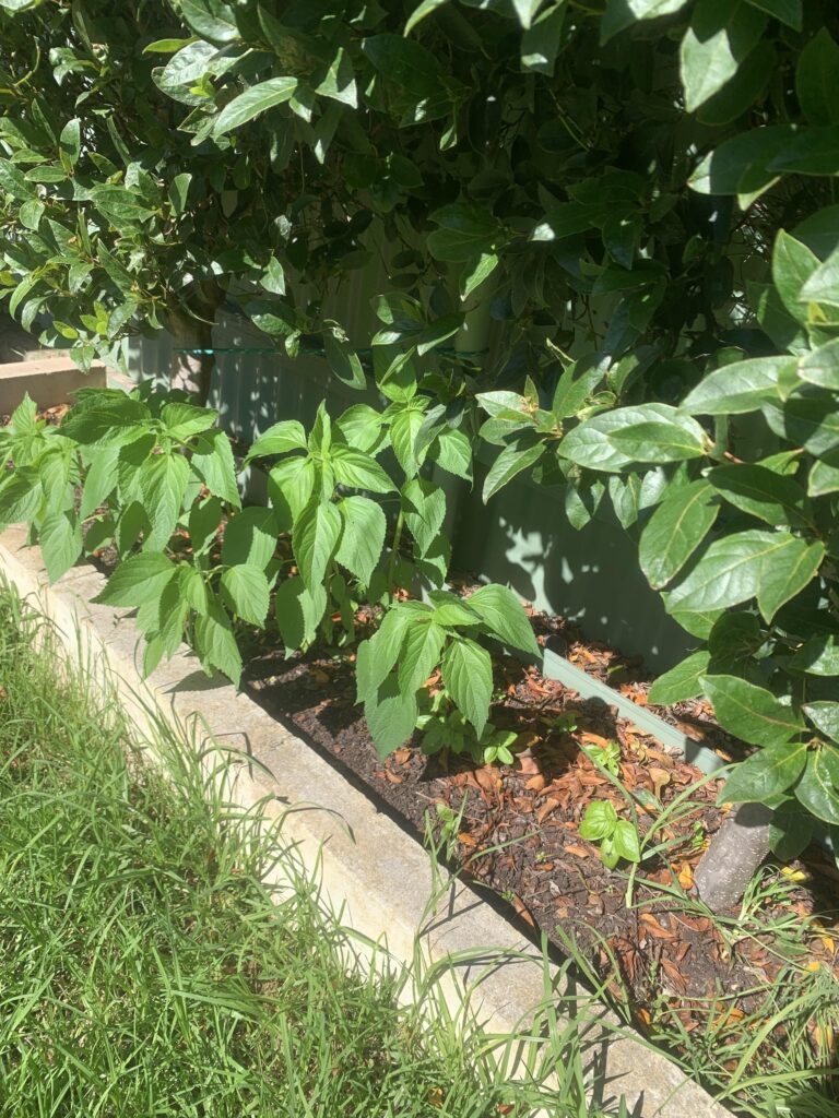 I sowed the exact same basil seeds under these hedges. Does anybody ...