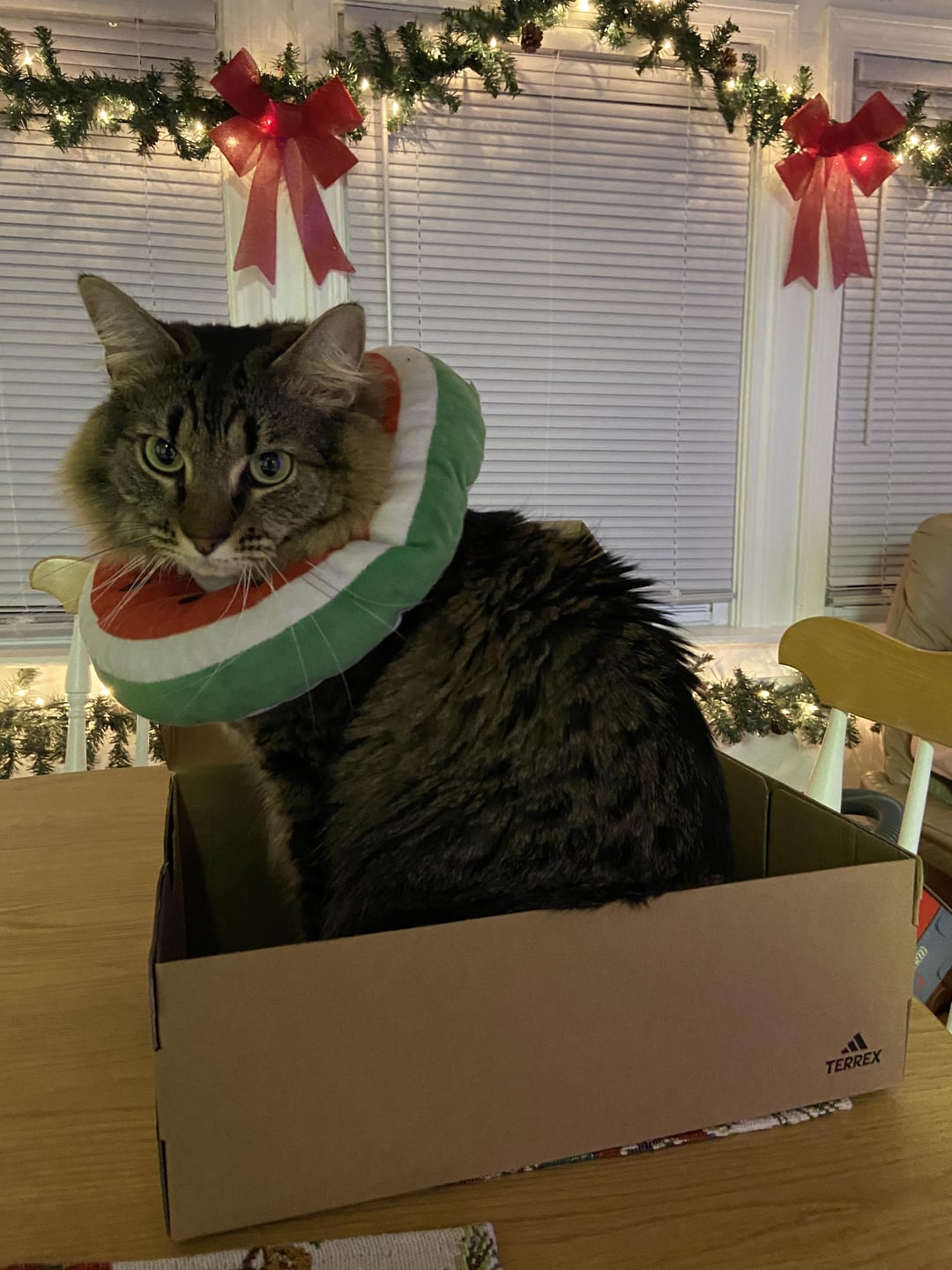 Steaks on our new grill! Feat. Kevin the Cat - Dining and Cooking