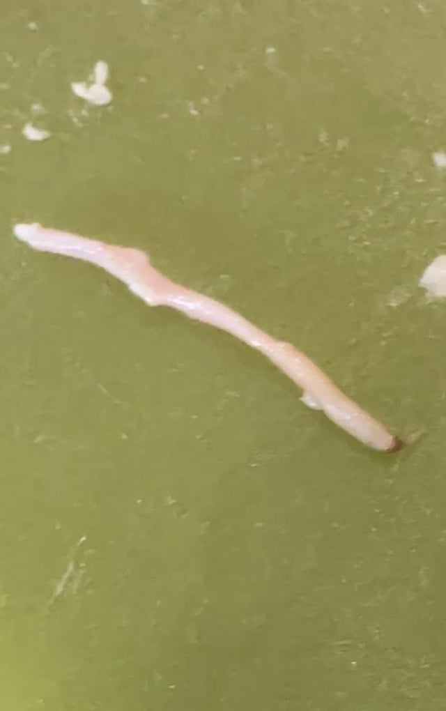 parasite in beef? - Dining and Cooking