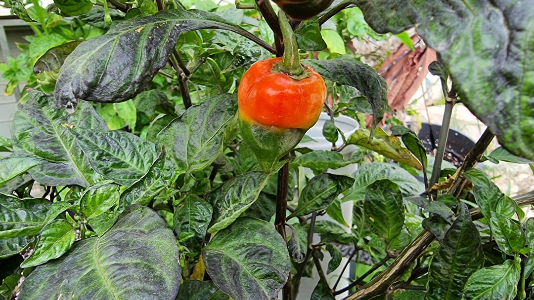 Orion pepper colour - Dining and Cooking