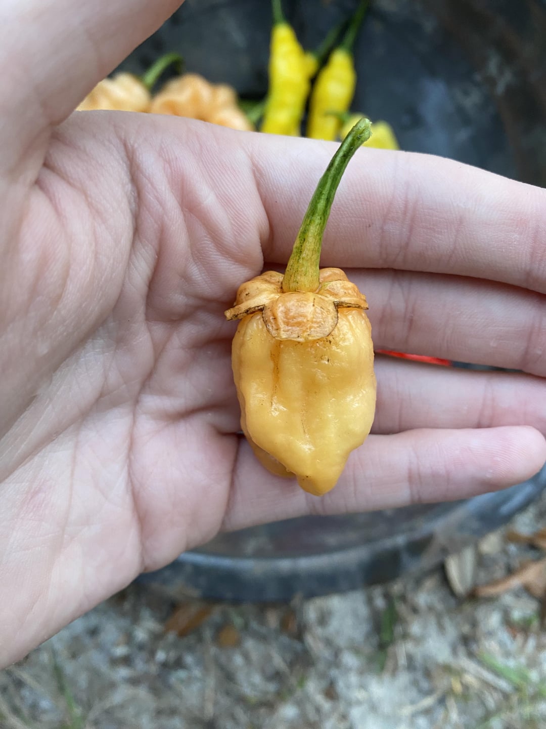 And another one 🙂 - Dining and Cooking