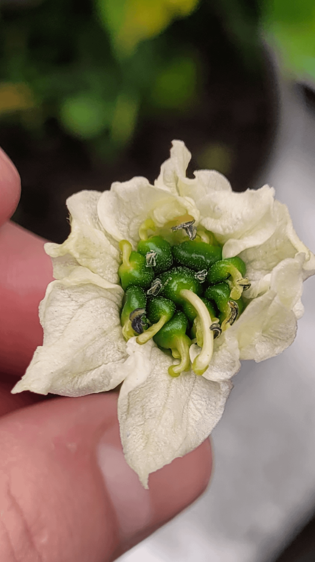 Odd flower bud - Dining and Cooking