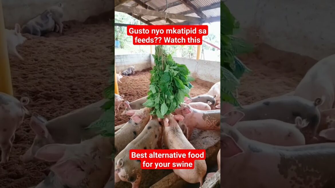 BEST ALTERNATIVE FOOD FOR SWINE - Dining and Cooking