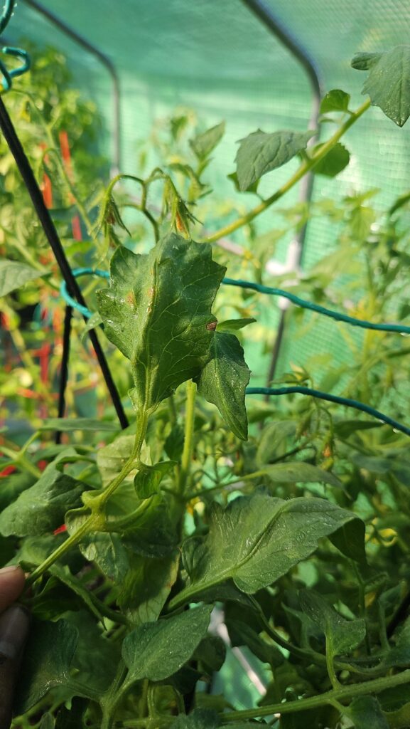 Rust spots. Flowering difficult. Is this a phosphorus issue? - Dining ...