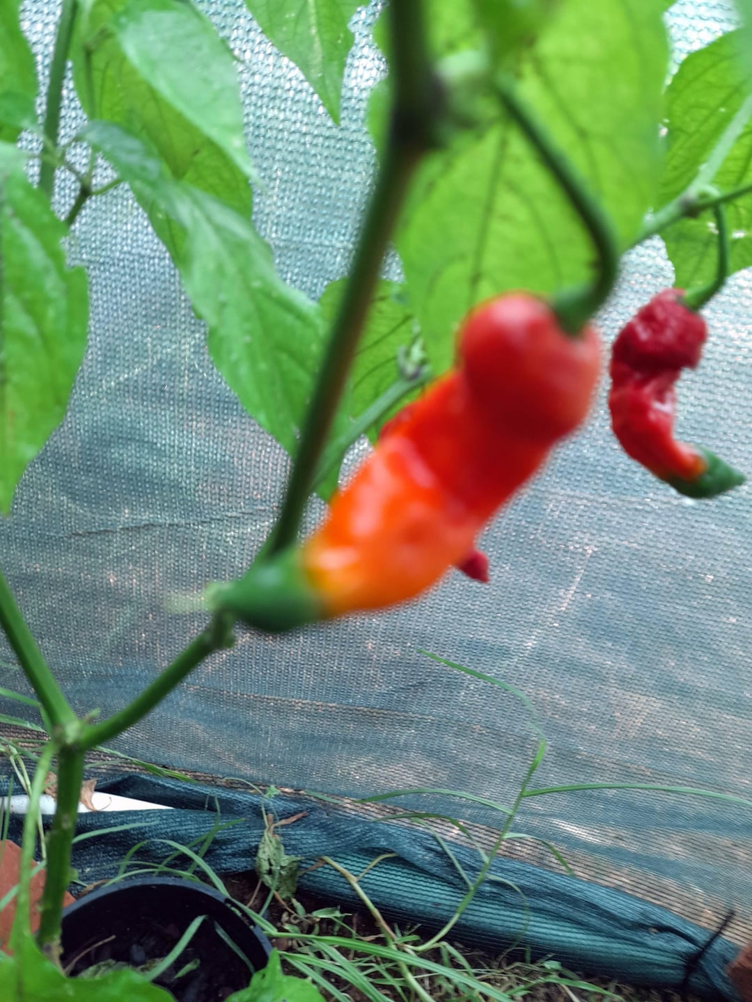 Pepper id - Dining and Cooking