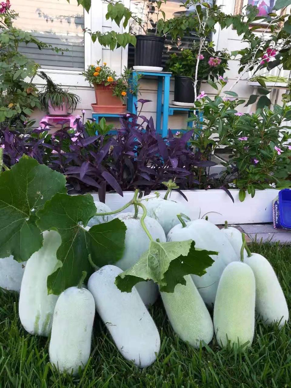 A bumper harvest of winter melons from a friend’s garden. I've got some ...