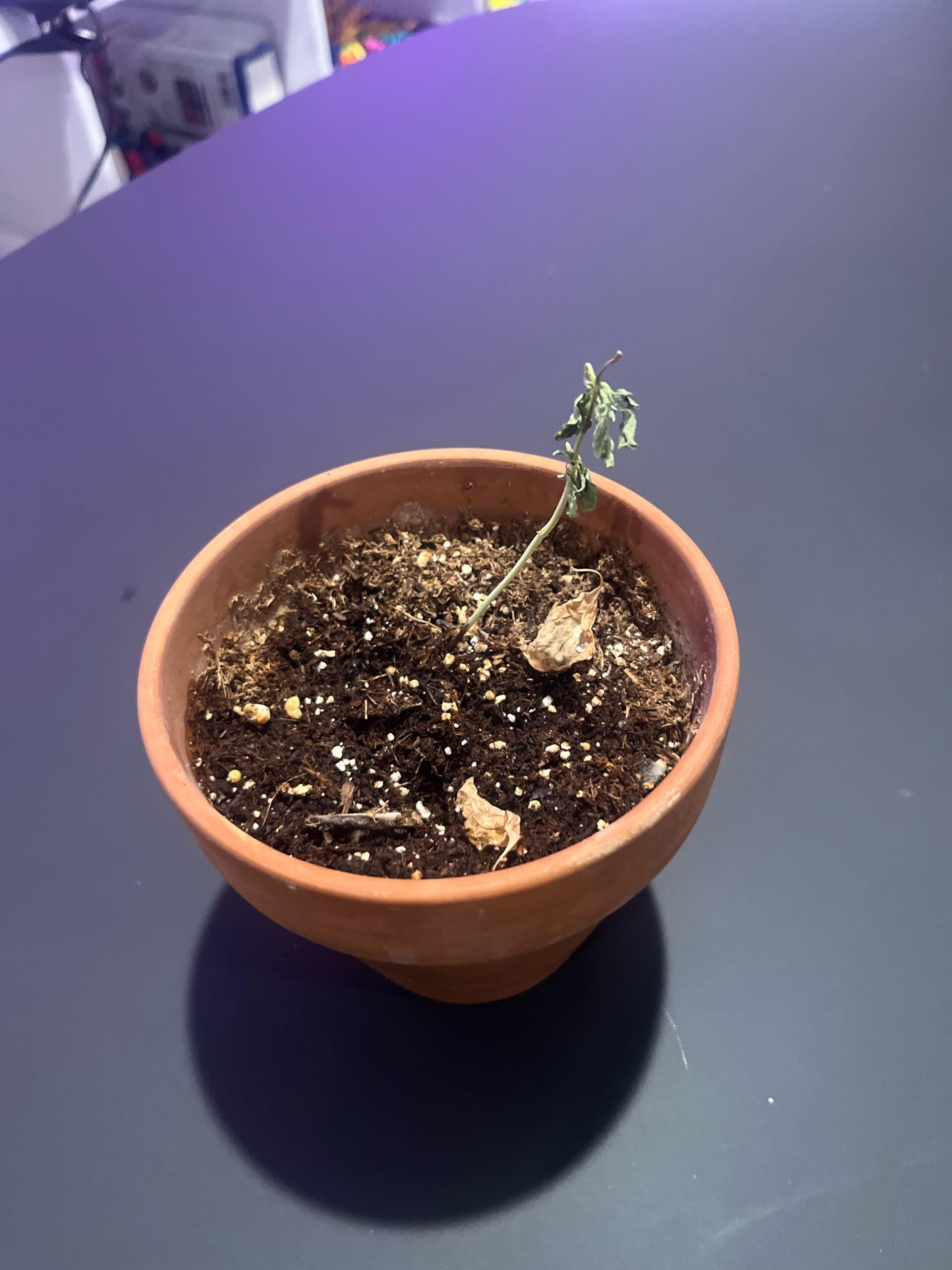 Is it saveable? - Dining and Cooking