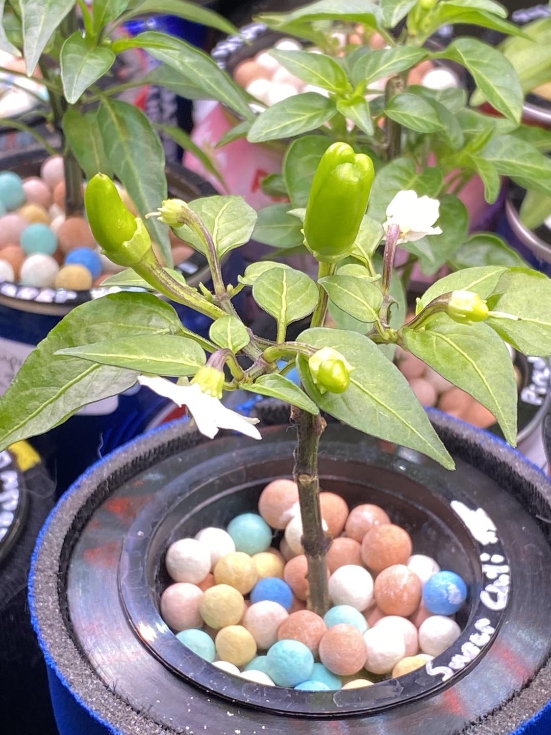 weird looking super chili - Dining and Cooking