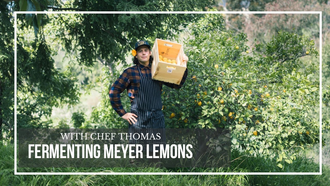 Fermenting meyer lemons with Chef Thomas. - Dining and Cooking
