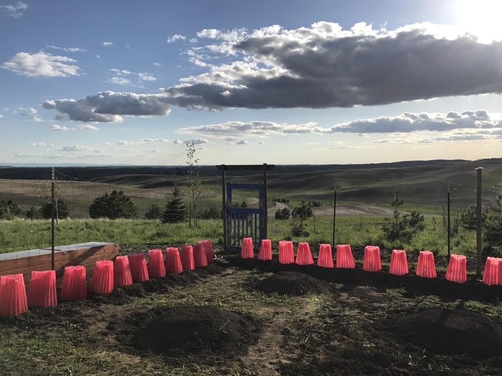 What would you do differently if you were tearing out your garden, re ...