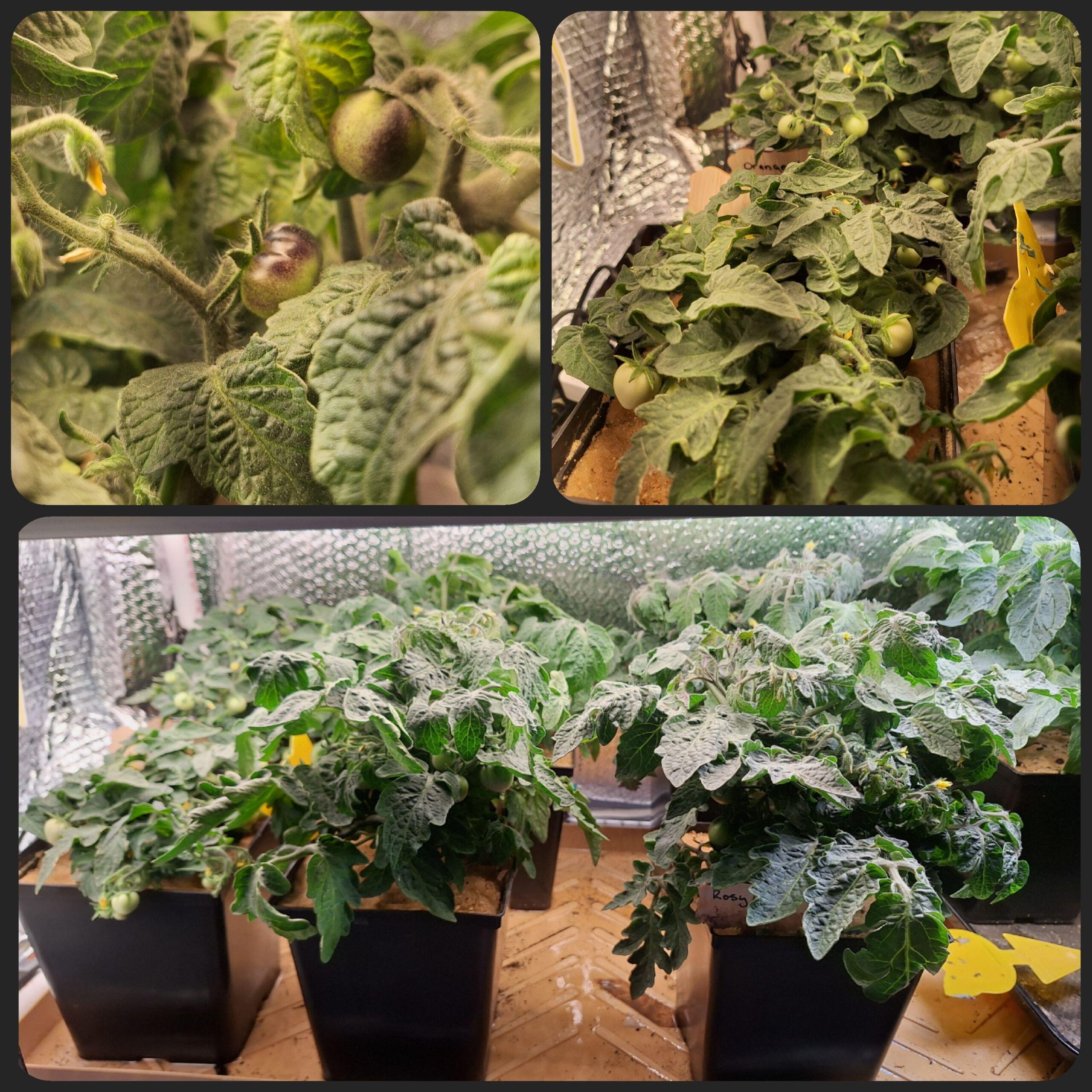 The micros make me happy - Dining and Cooking