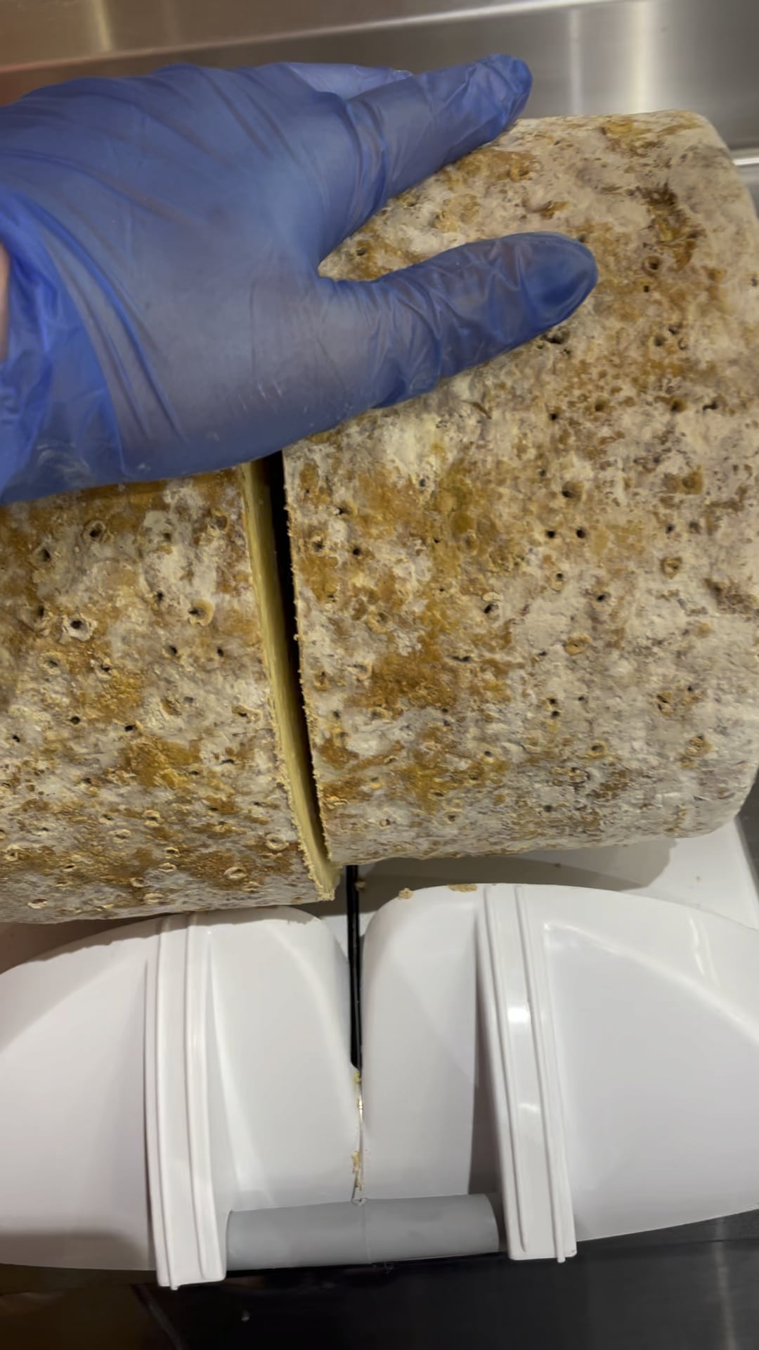 Breaking down a wheel of Stilton - Dining and Cooking