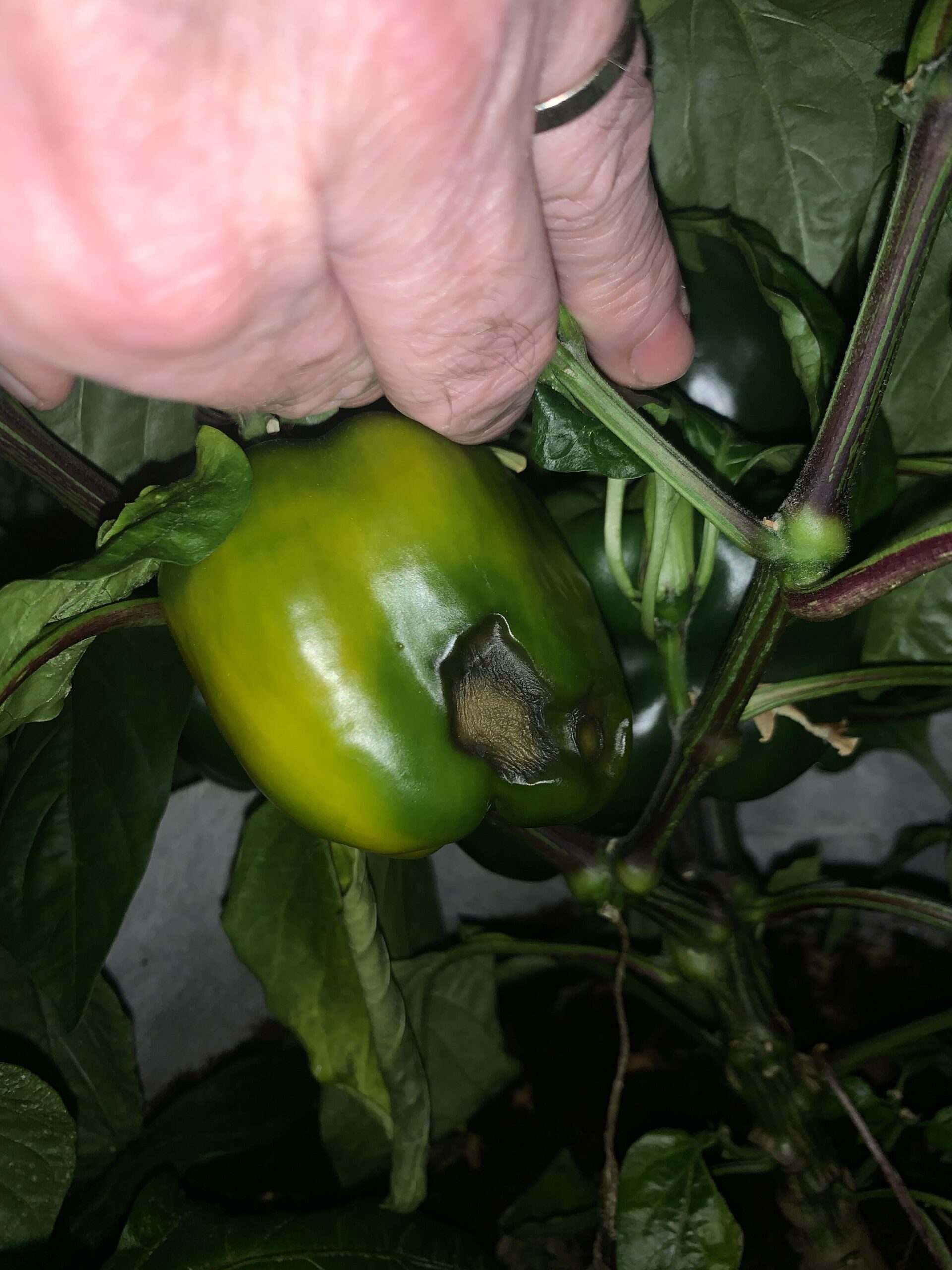 sunscald? - Dining and Cooking