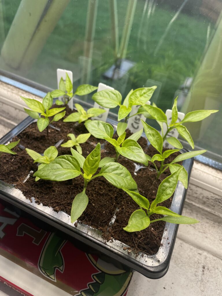 Leaves curling on one chilli plant and repotting? - Dining and Cooking