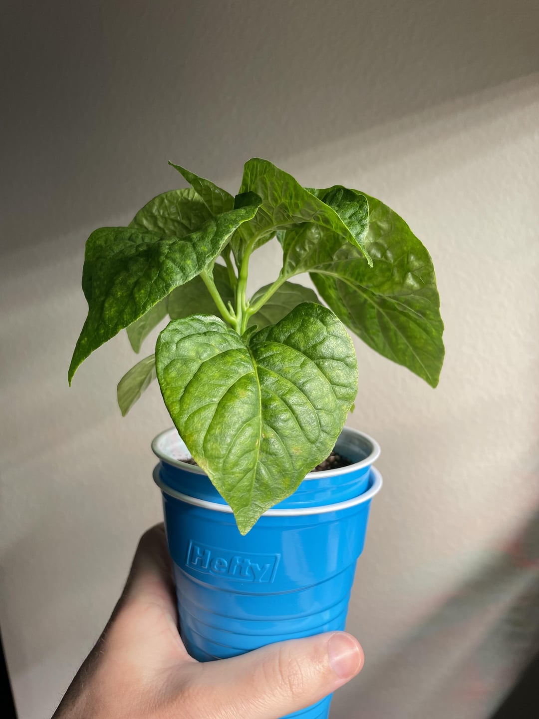 Bacterial spot? - Dining and Cooking