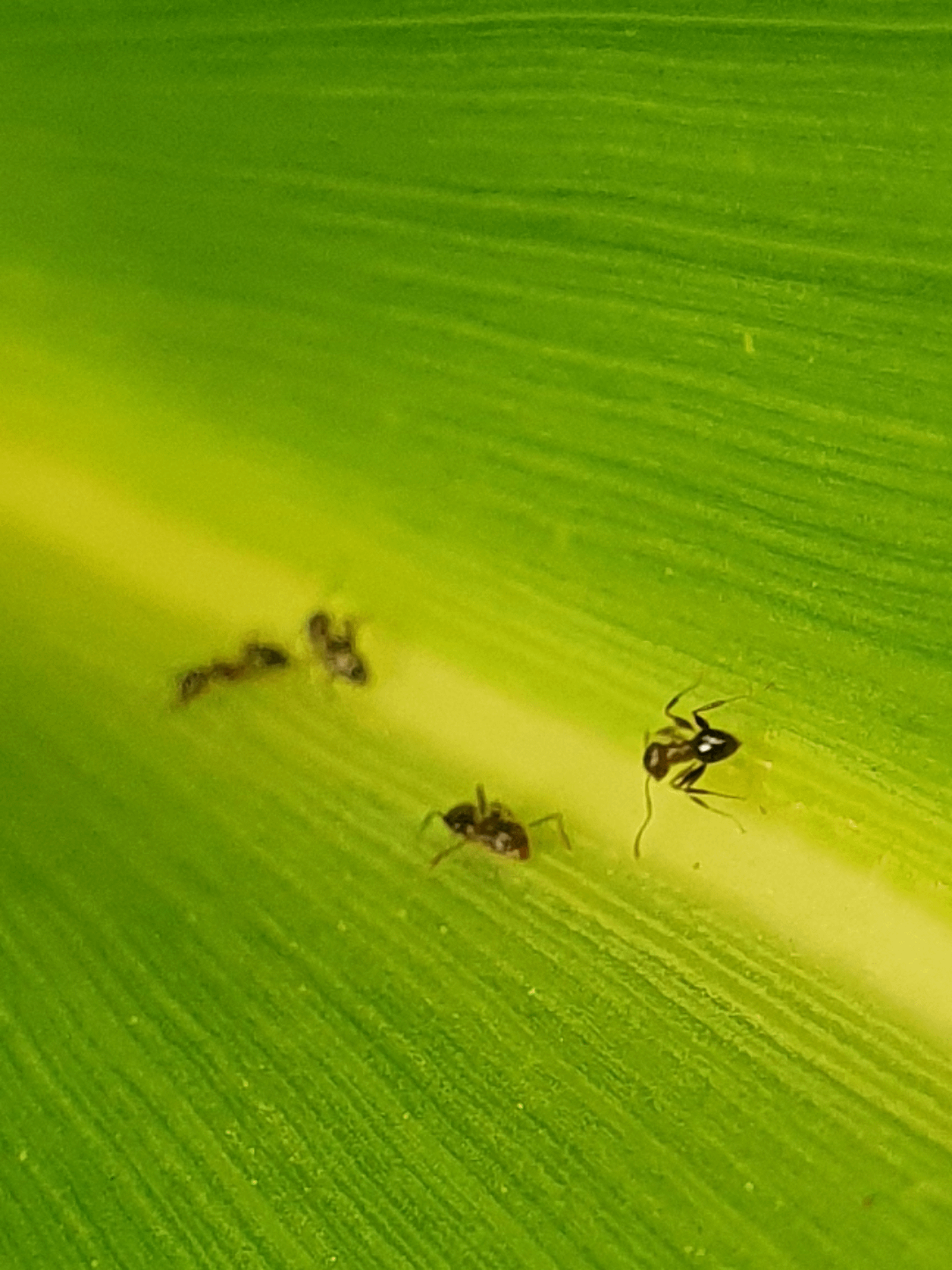 Unidentified Popcorn Pests - Dining and Cooking