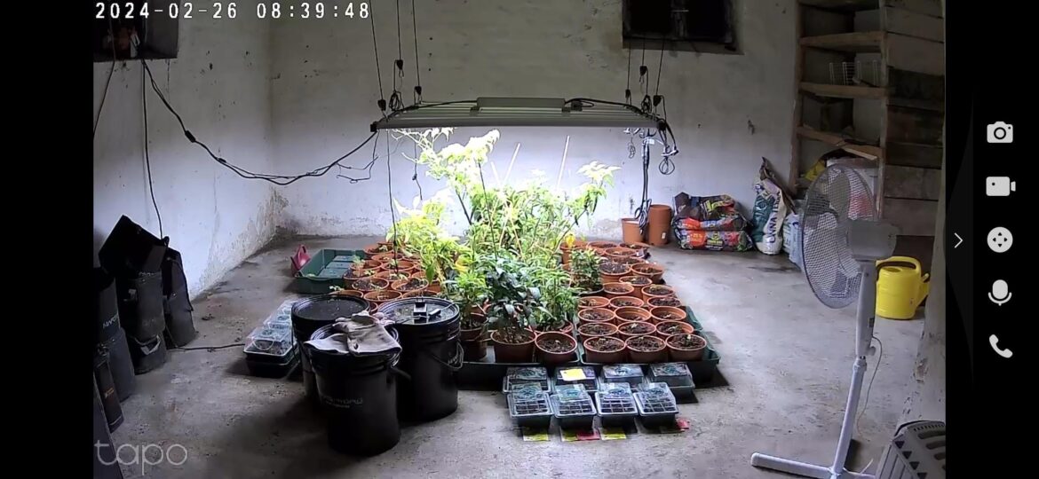 Basement grow. Half the plants will stay, the rest go into my garden ...