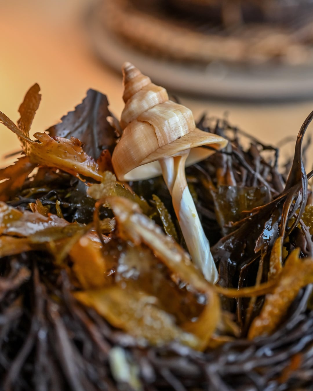 noma, Copenhagen - the final Ocean Season - February, 2024 - Dining and Cooking