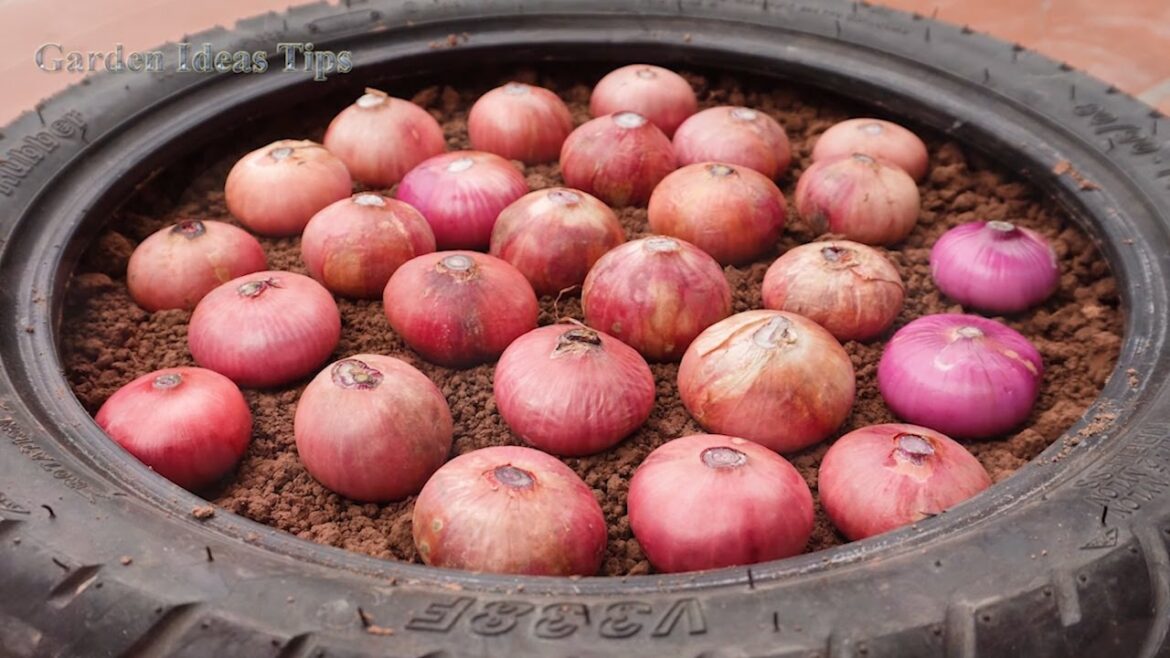 How to Growing Purple Onions, Techniques Growing clean Vegetables at ...