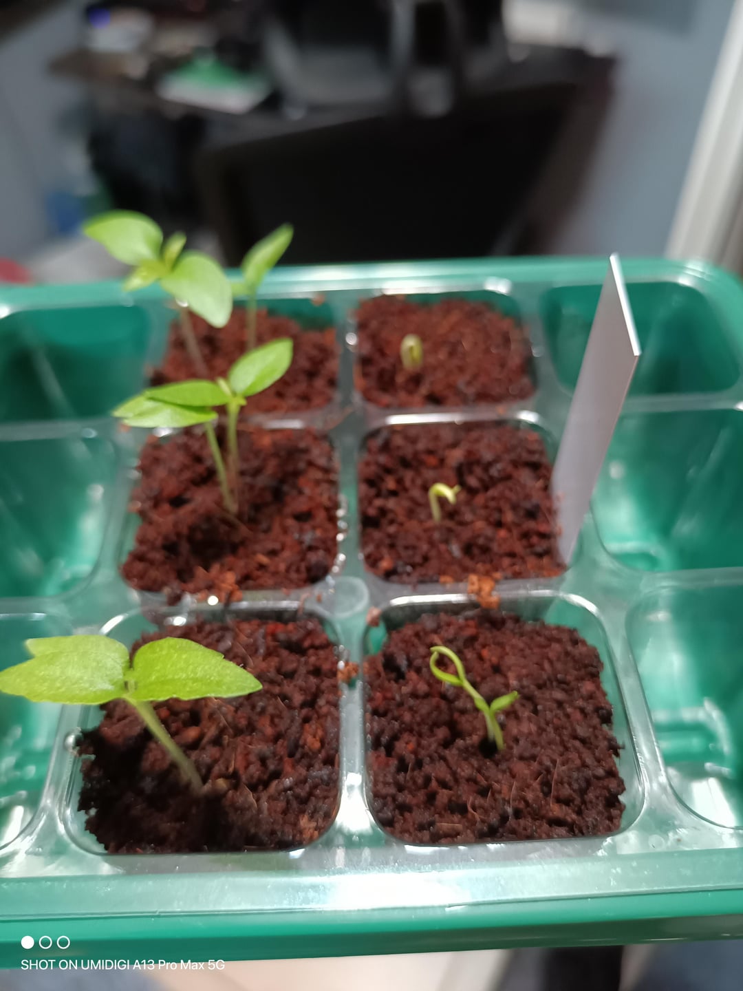Germination Rate - Dining and Cooking