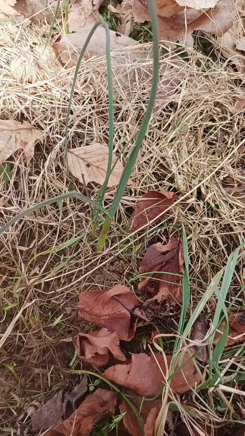 Free wild onions - Dining and Cooking