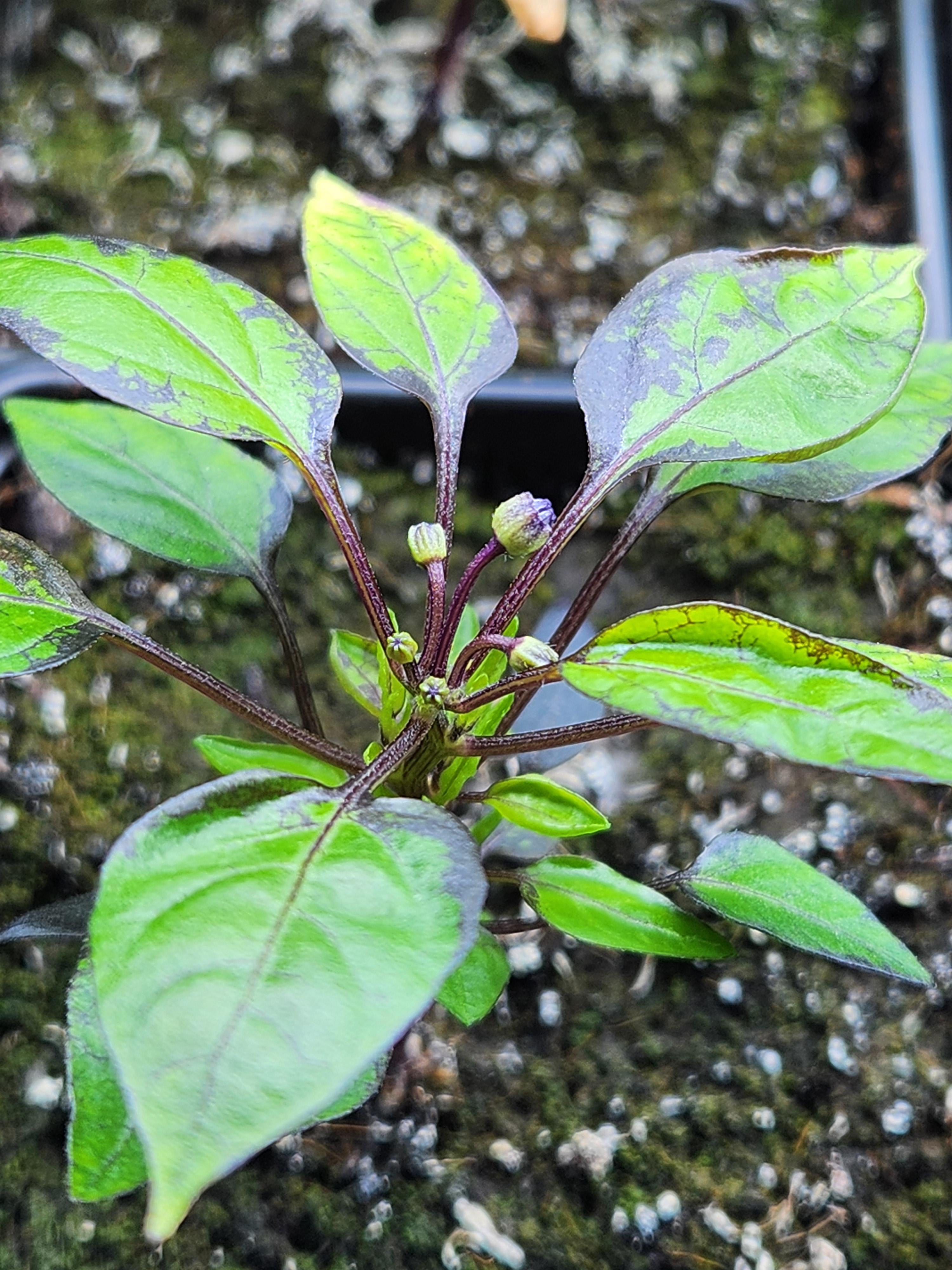 2 months old young plants flowering? What to do? "Sangria" and "Purple ...