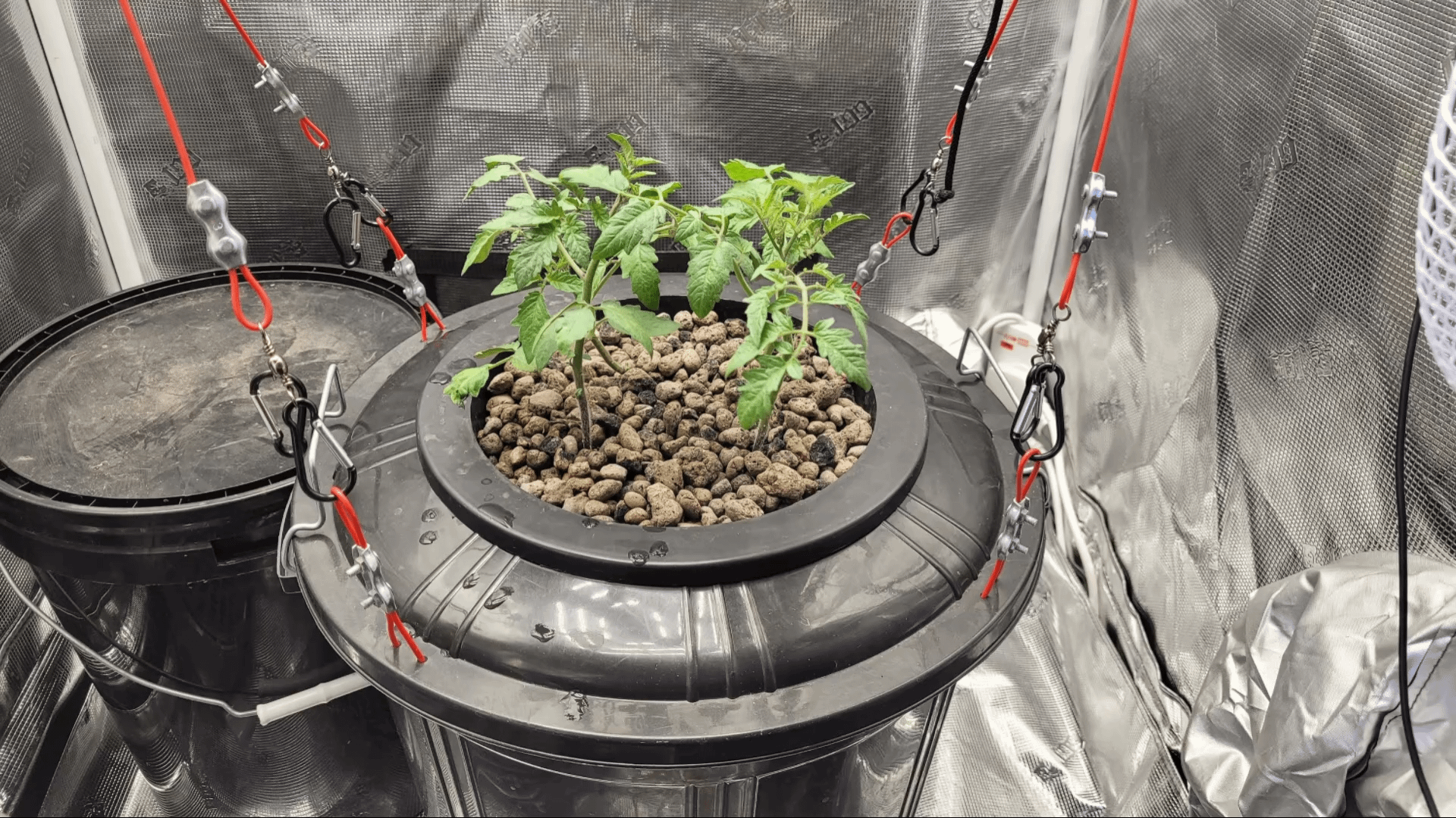 Supersweet 100 Indeterminate Cherry Tomato. Bubble & Scrog Twin-screen ...