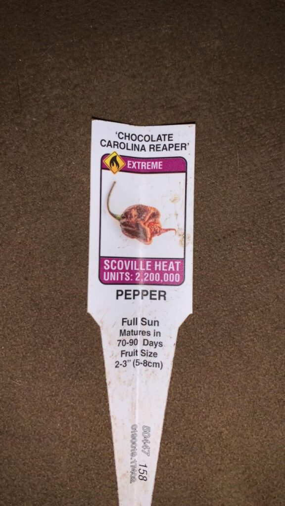 Chocolate Carolina Reaper - Dining and Cooking