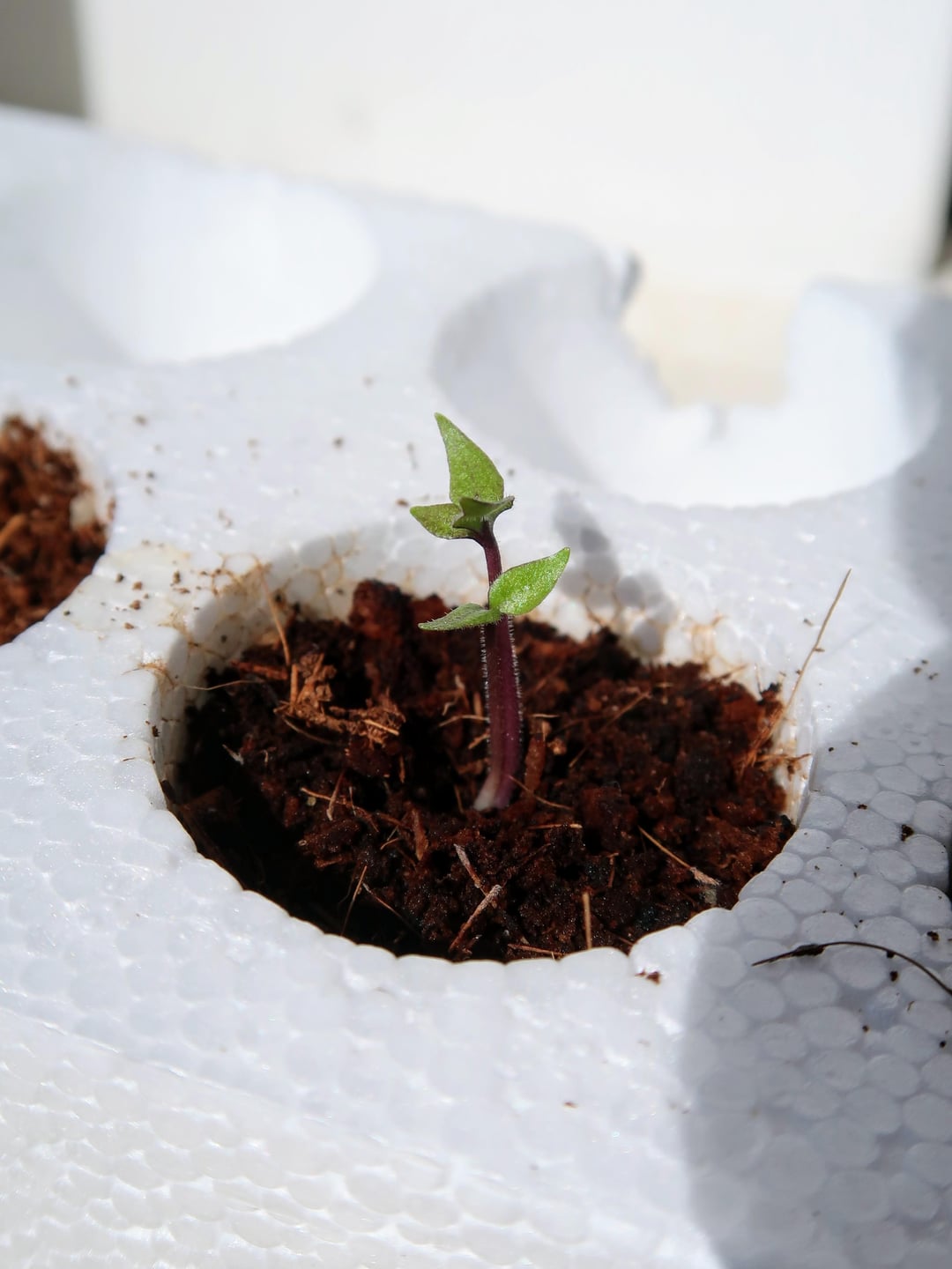 Orion pepper, single seed, double seedlings, triple cotyledons - Dining ...