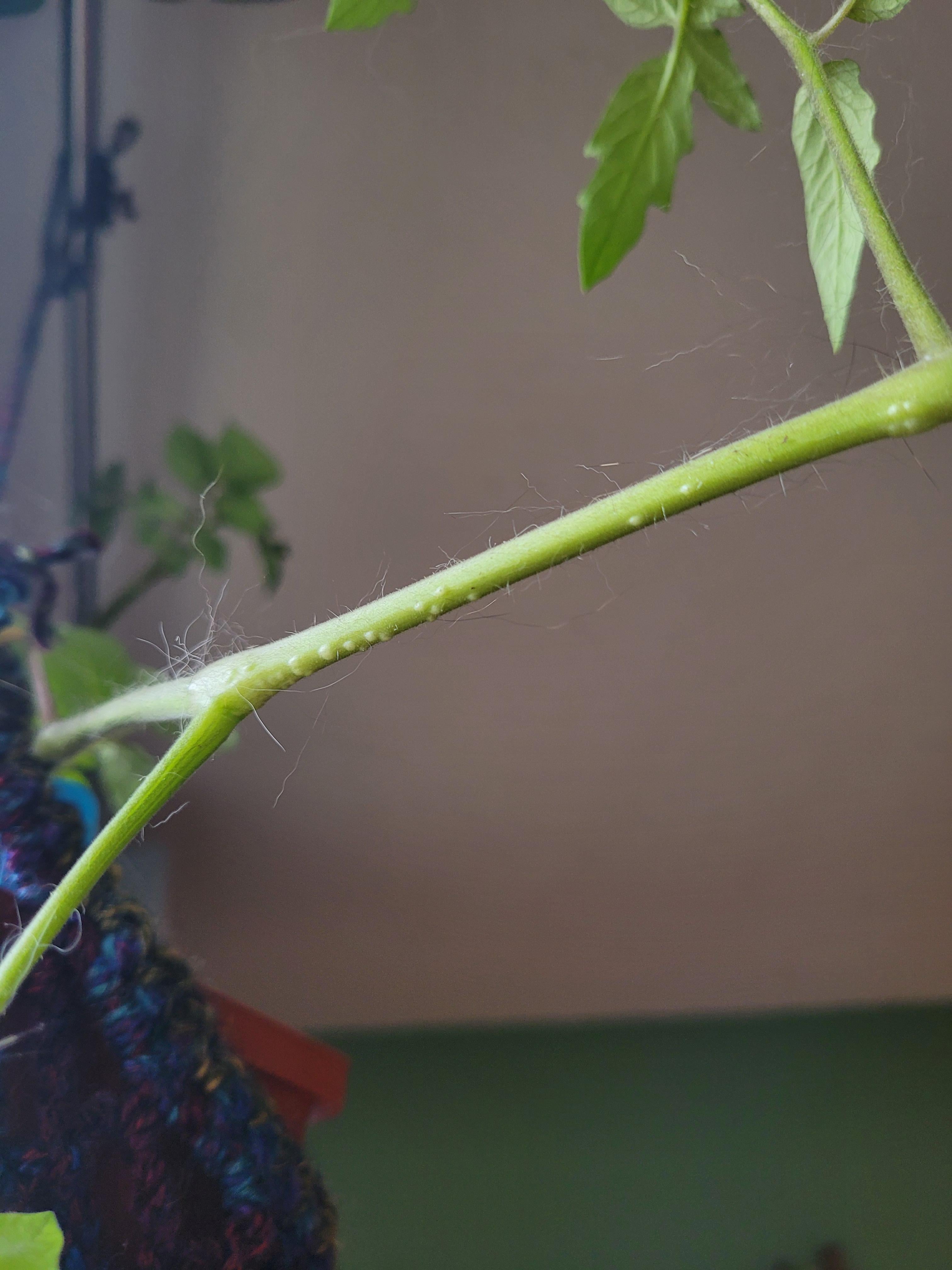 Bumps on tomato stem? - Dining and Cooking