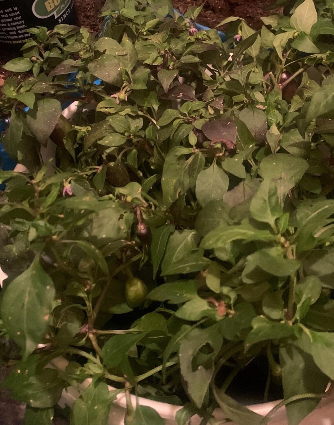 Help identifying purple pepper - Dining and Cooking