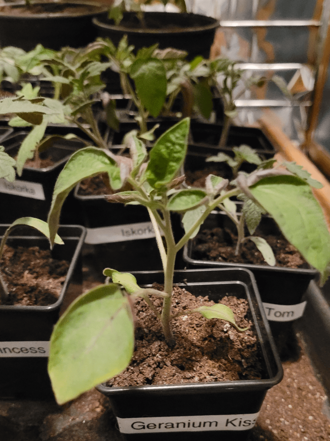 Potato leafed Geranium Kiss? - Dining and Cooking