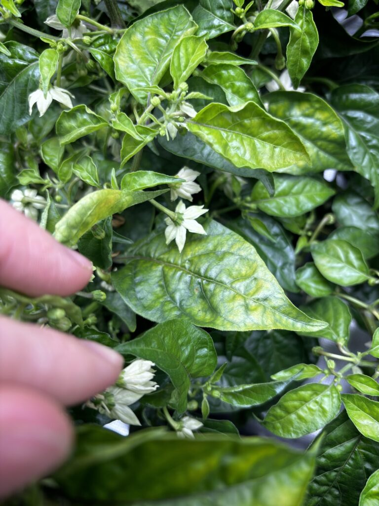 Mold growing on leaves? - Dining and Cooking